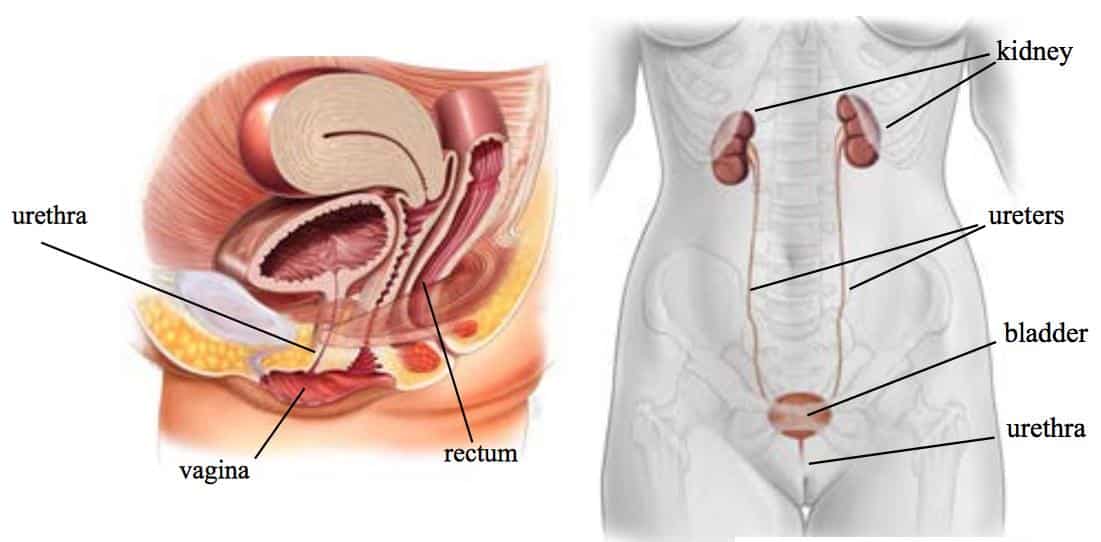 Female Urinary Tract Infection Urinary Tract Infection Urine 6650
